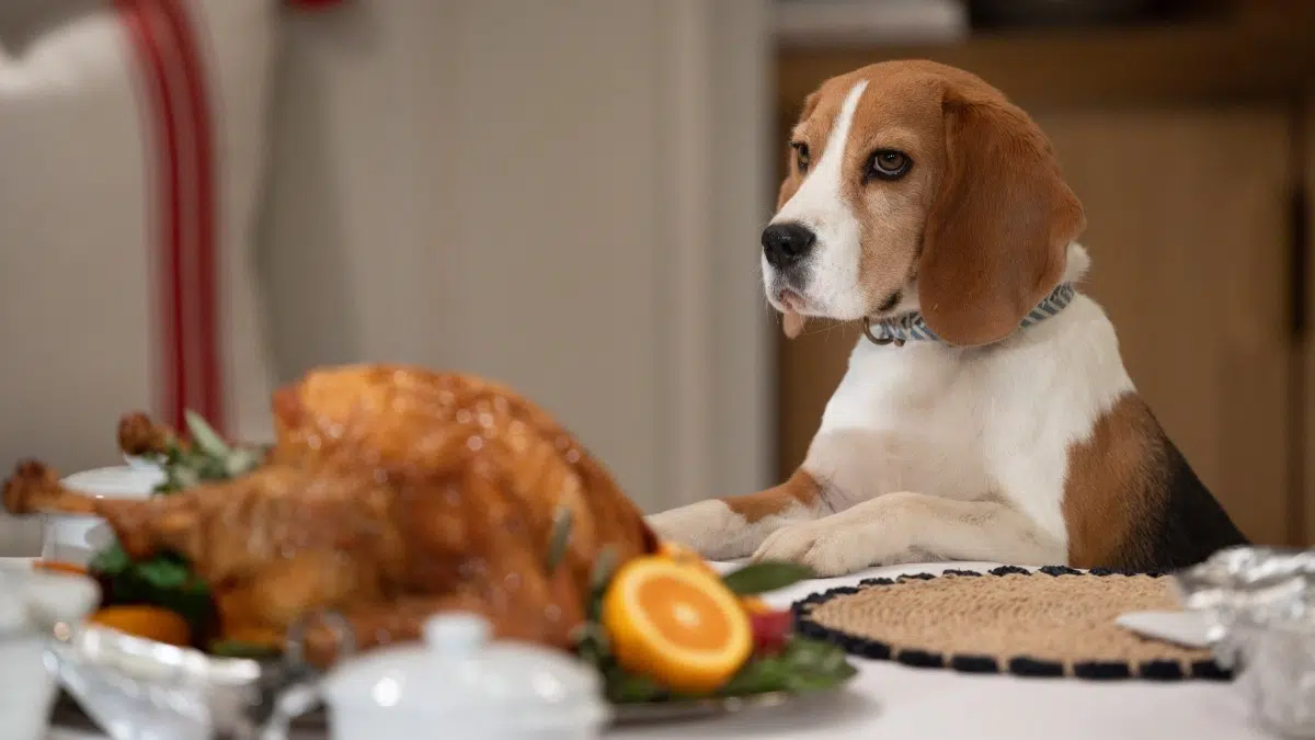 General Hospital Spoilers: The Quartermaine Turkey Is Back… But So Is ...